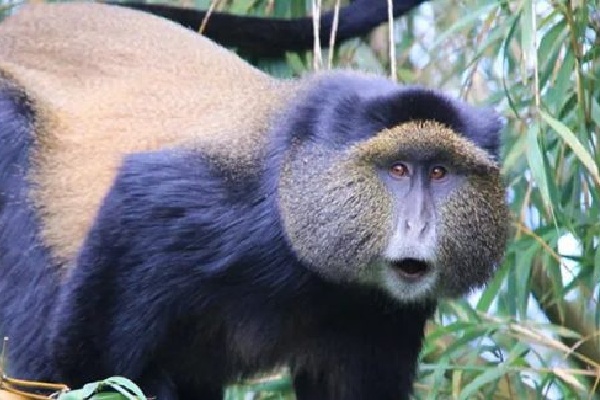 12 days friendly neighbors’ primate bonanza - Native Expeditions Safaris